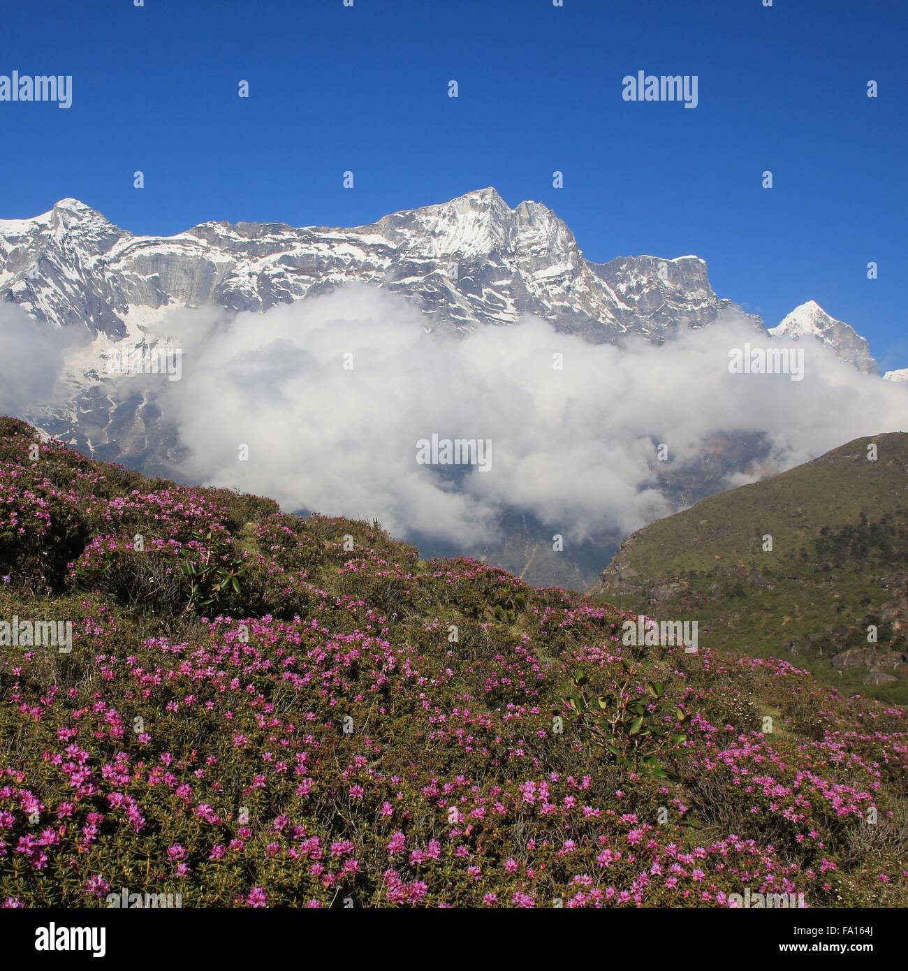 Meadow with pink wildflowers and snow capped mountain in the Himalayas ...