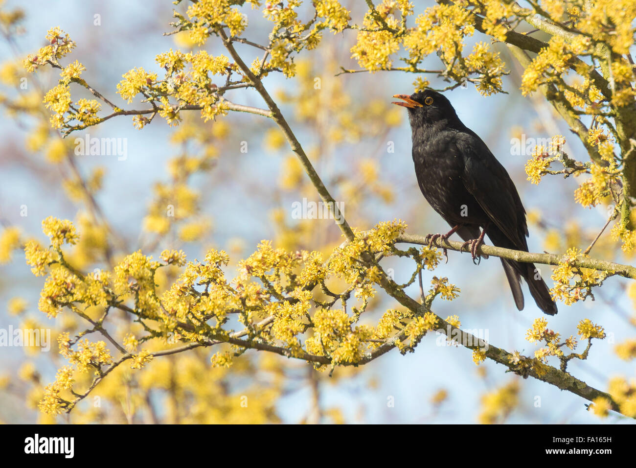 A male european Blackbird (turdus merula) singing in a tree with yellow ...