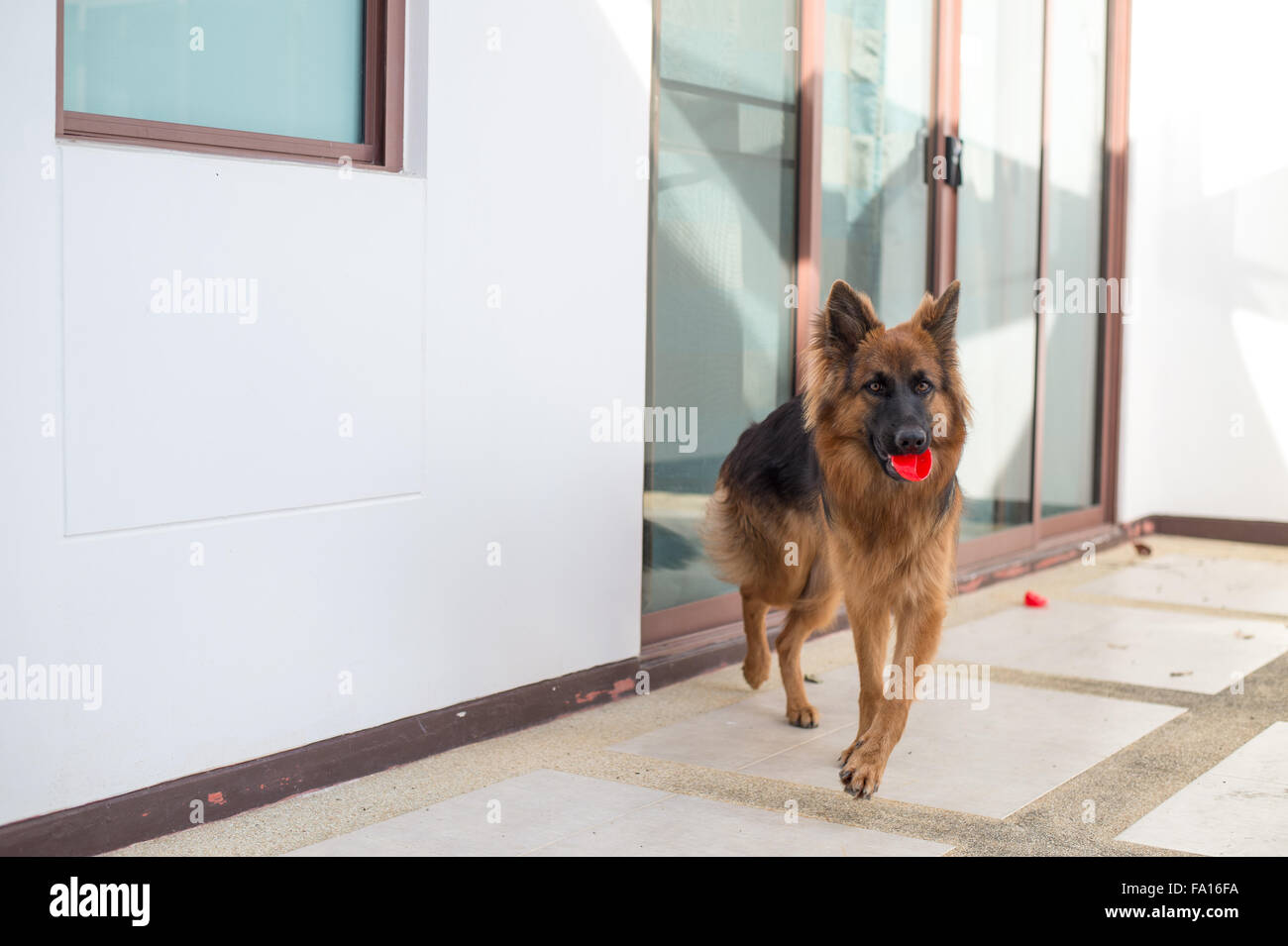 Portrait of german shepperd Stock Photo - Alamy