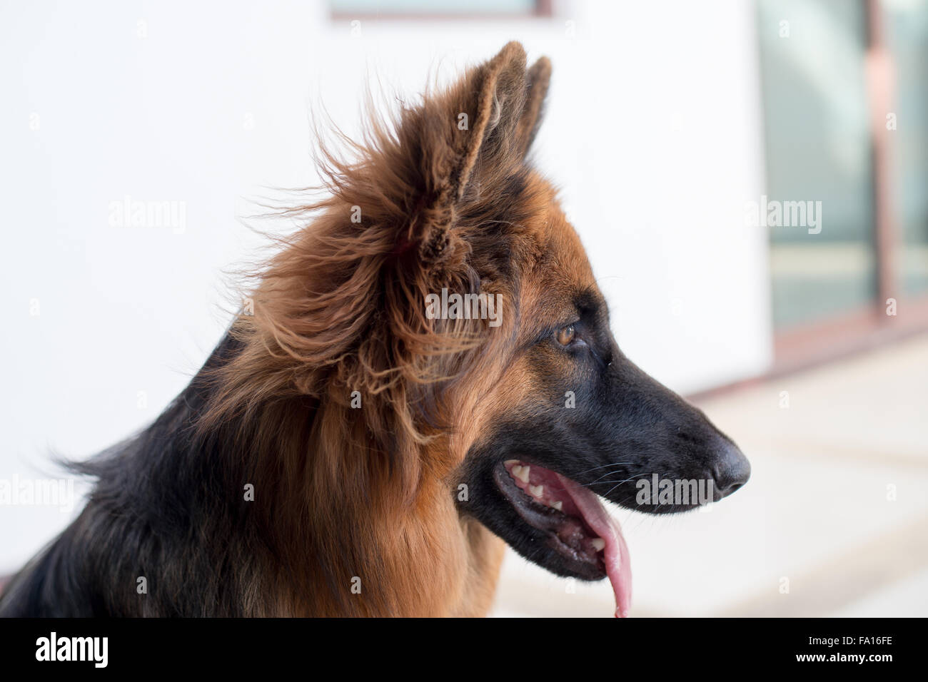 Shepperd hi-res stock photography and images - Alamy