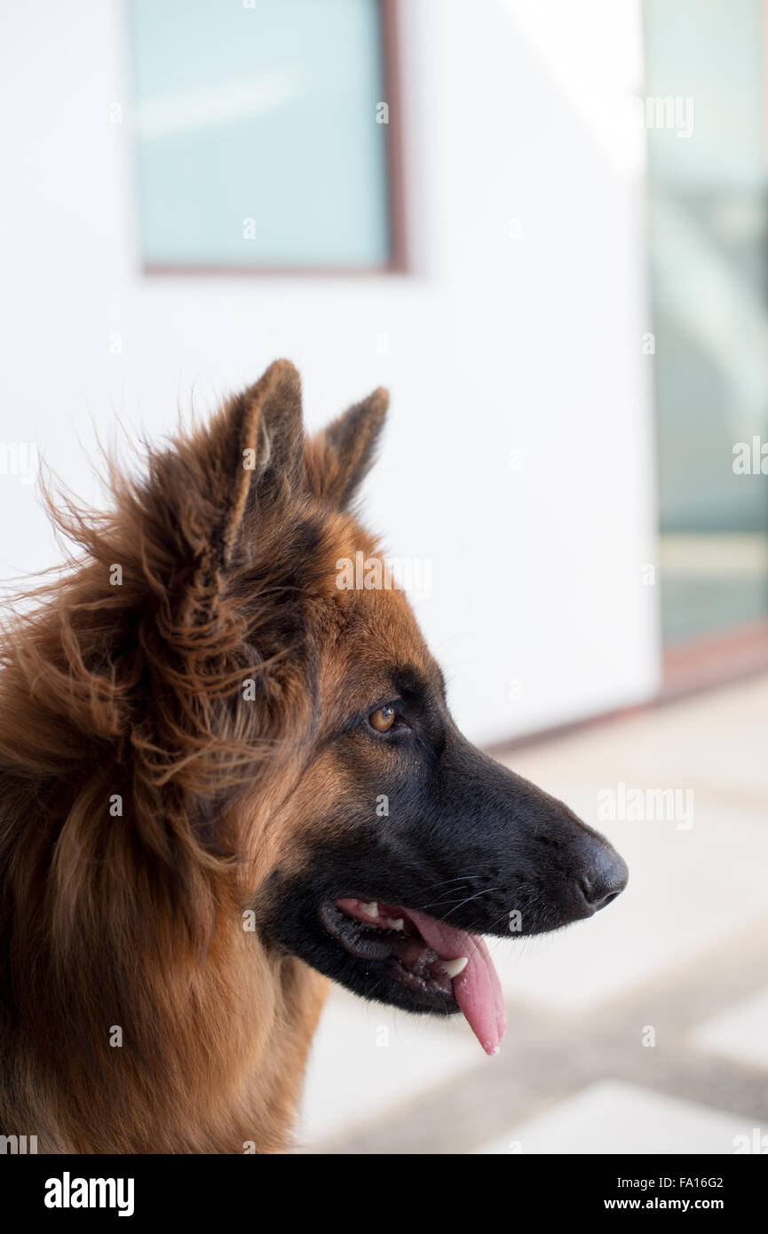 Portrait of german shepperd Stock Photo - Alamy