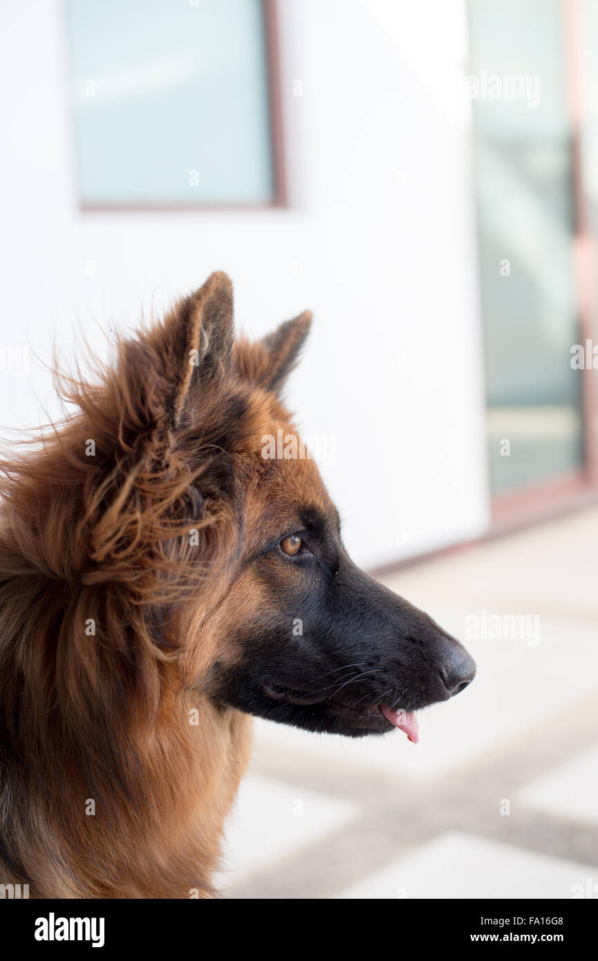 Portrait of german shepperd Stock Photo - Alamy