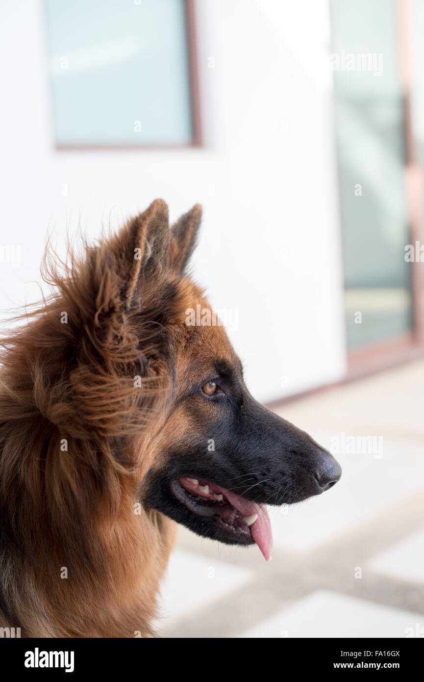 Portrait of german shepperd Stock Photo - Alamy