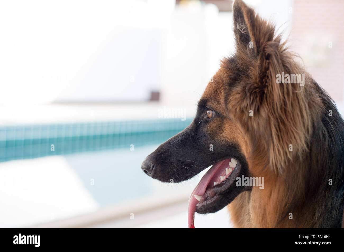Portrait of german shepperd Stock Photo - Alamy