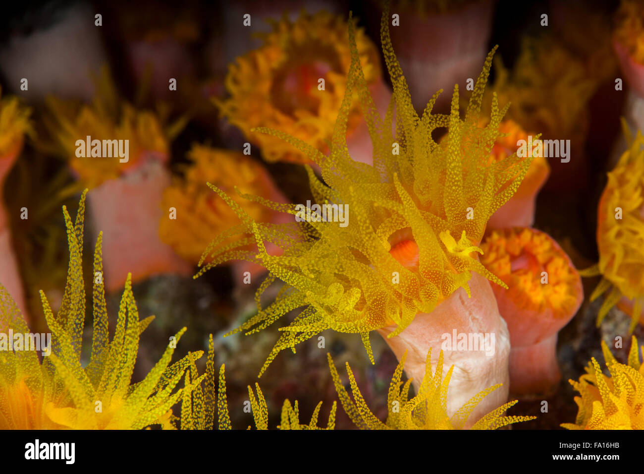 Tubastraea Dendrophylliidae Family Feeding Stock Photo - Alamy