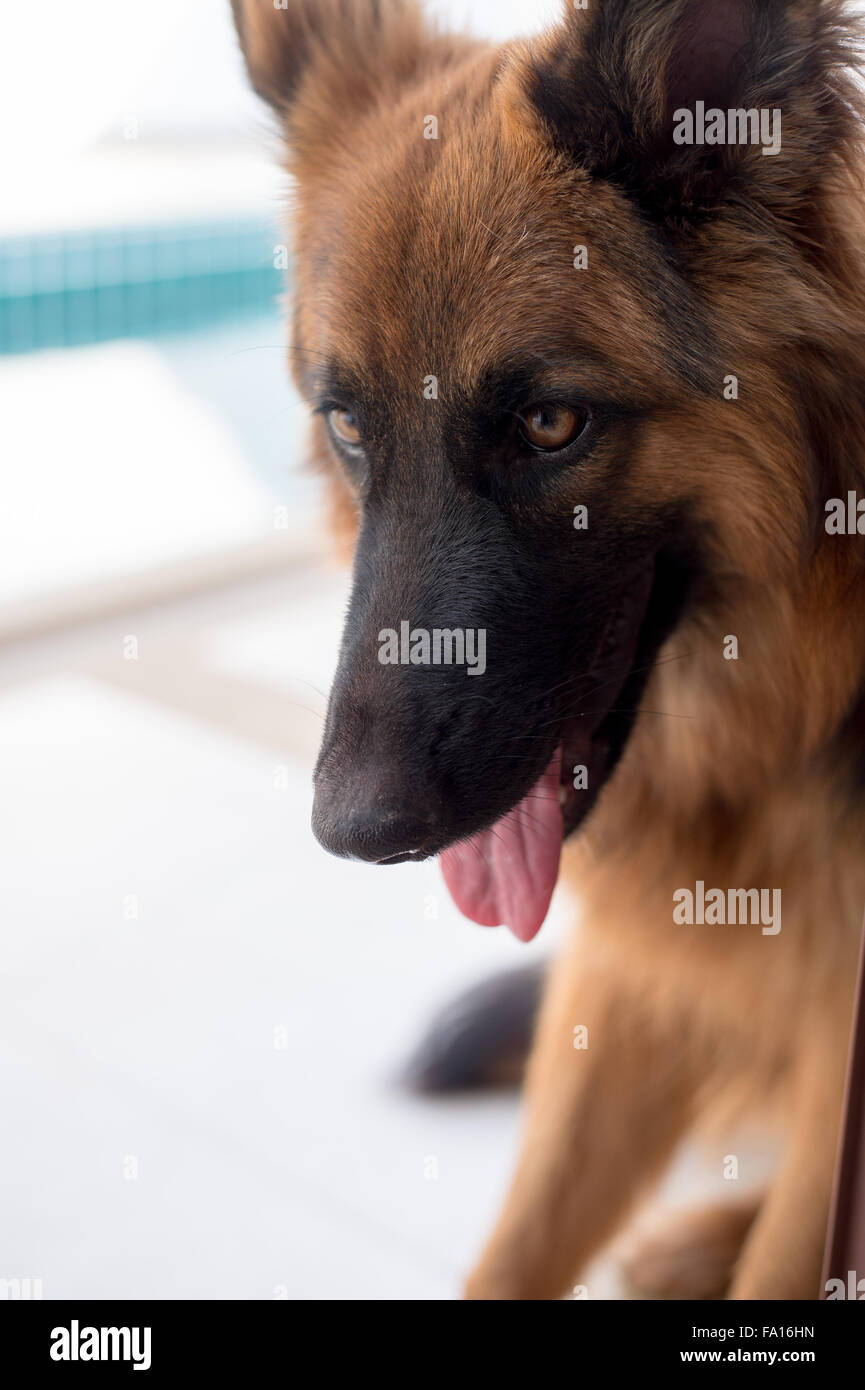 Portrait of german shepperd Stock Photo - Alamy