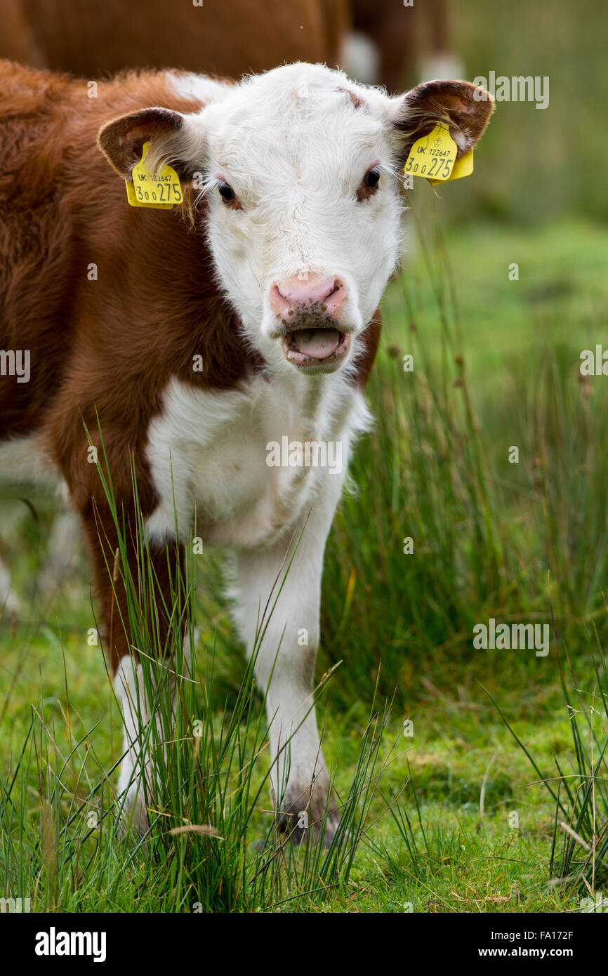 Small british cow breed hi-res stock photography and images - Alamy
