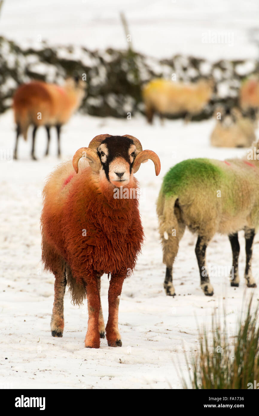 Swaledale ram covered in red raddle, used to mark a sheep to show which ...