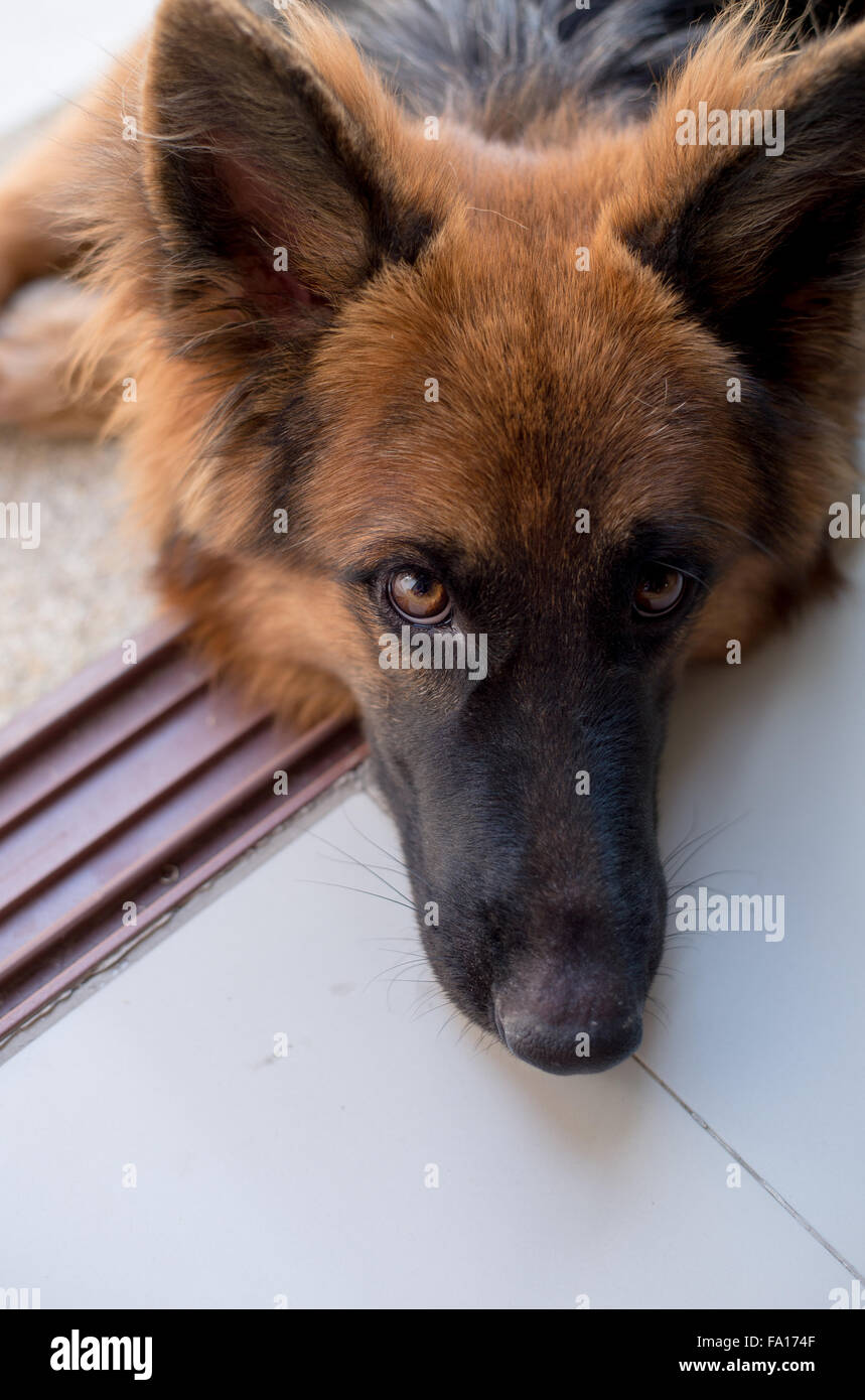 Portrait of german shepperd Stock Photo - Alamy