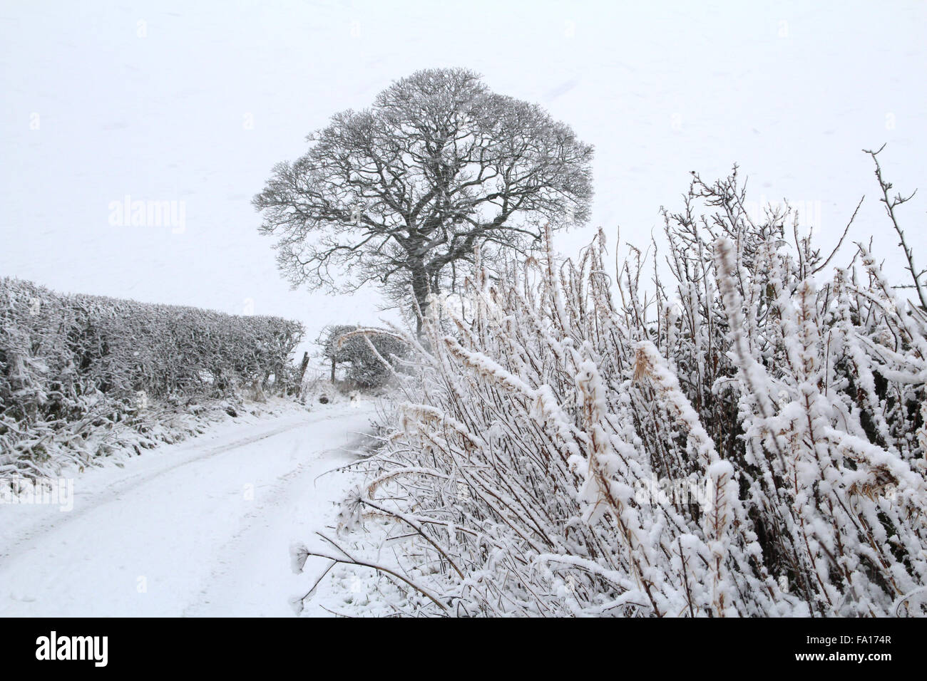 Snowy Lane High Resolution Stock Photography and Images - Alamy
