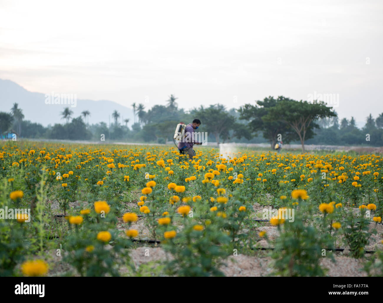 Sunset Marigold High Resolution Stock Photography and Images - Alamy