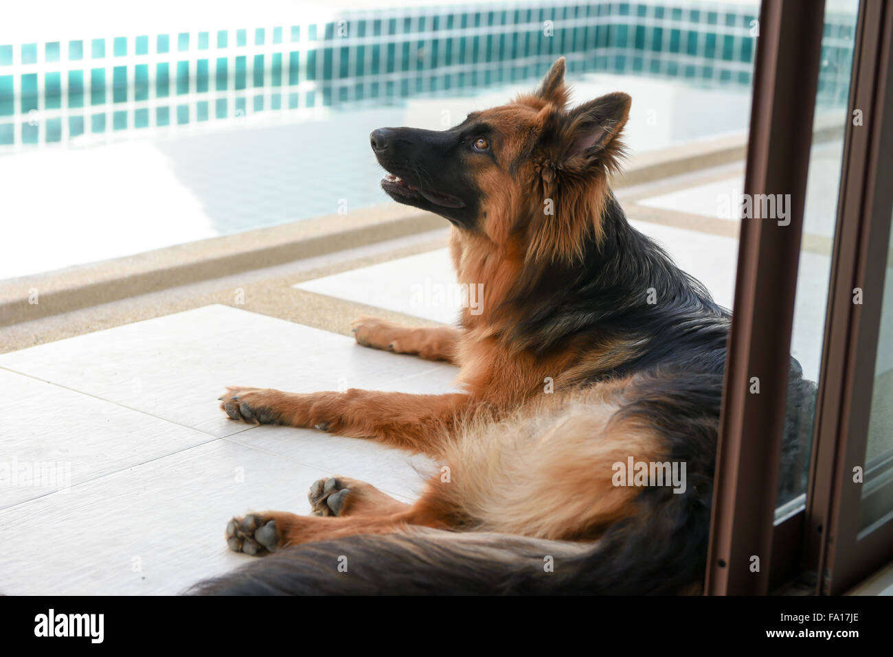 Portrait of german shepperd Stock Photo - Alamy