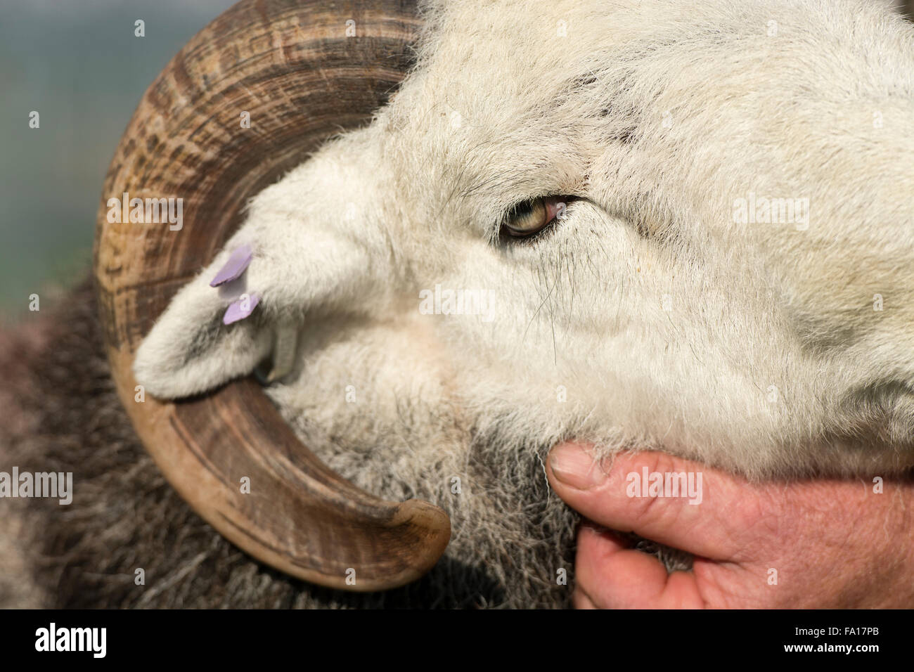 Herdwick Ram Sheep High Resolution Stock Photography and Images - Alamy