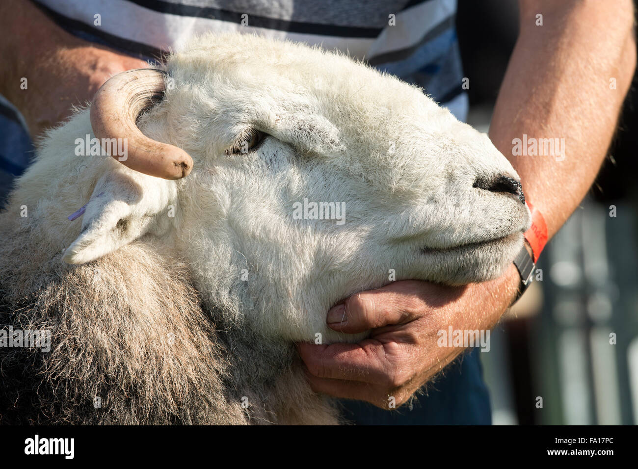 Herdwick Ram Sheep High Resolution Stock Photography and Images - Alamy