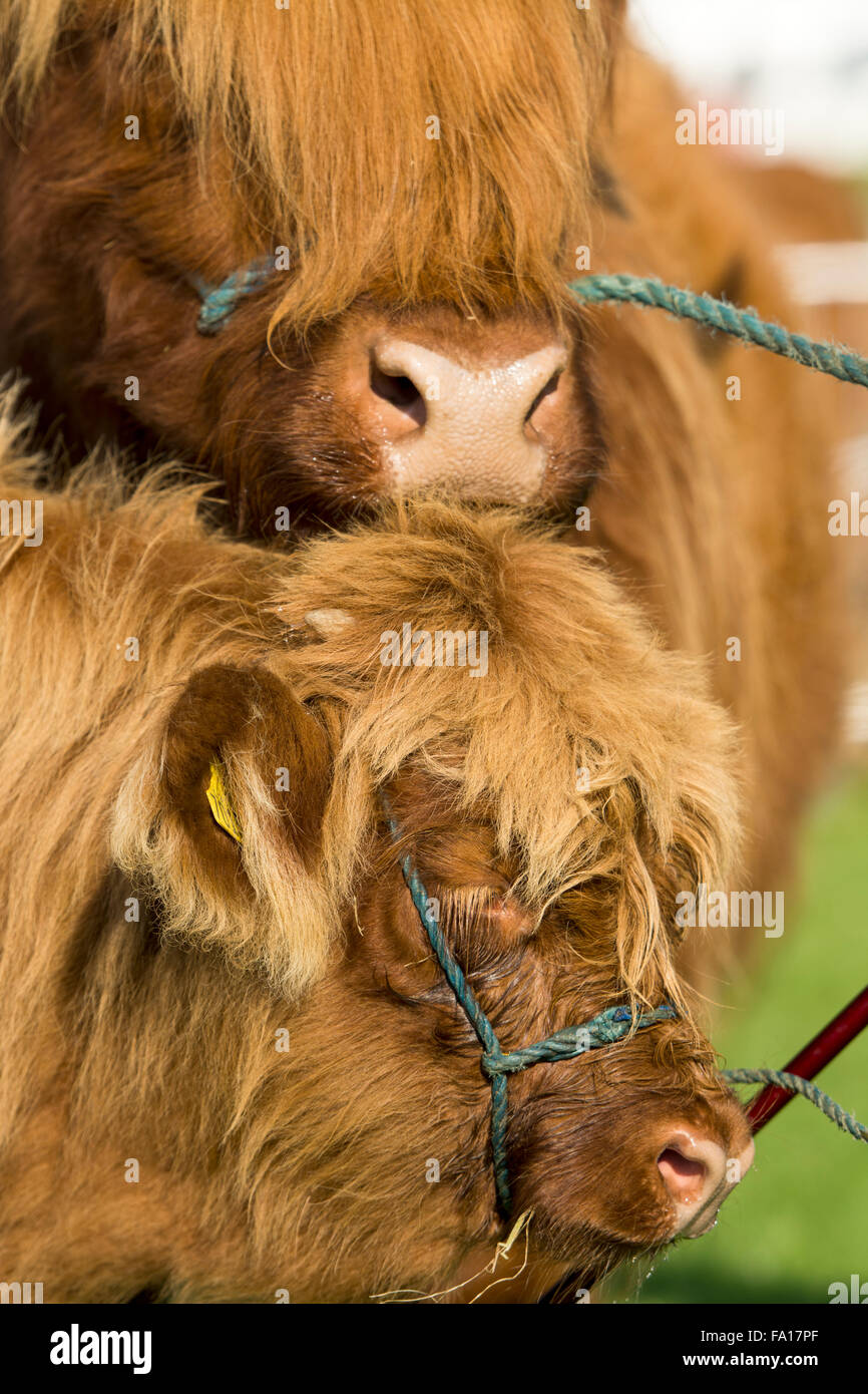 Highland cow and calf at an agricultural show, Cumbria, UK Stock Photo ...