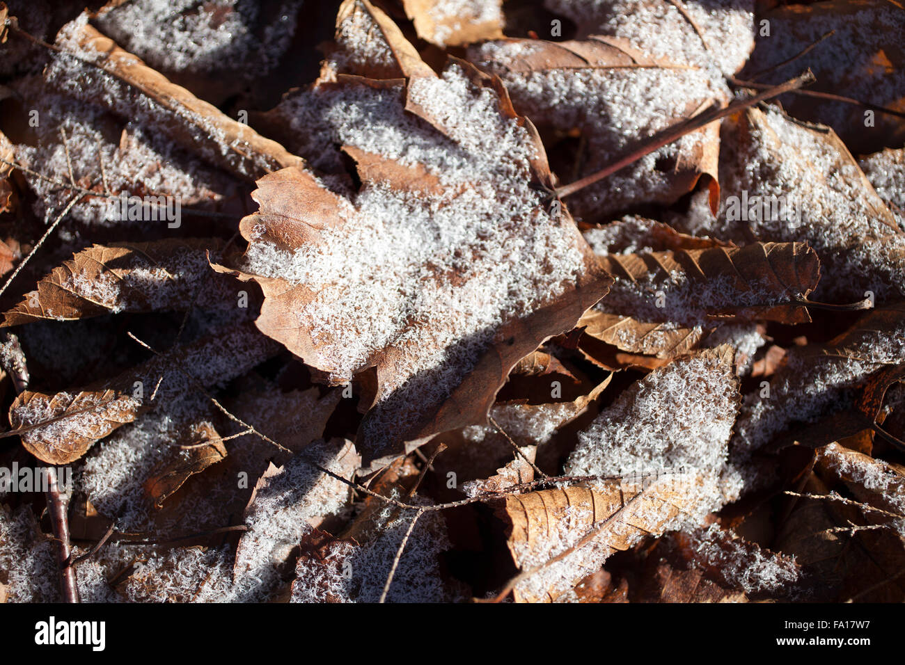 Rural woods in late fall season Stock Photo - Alamy