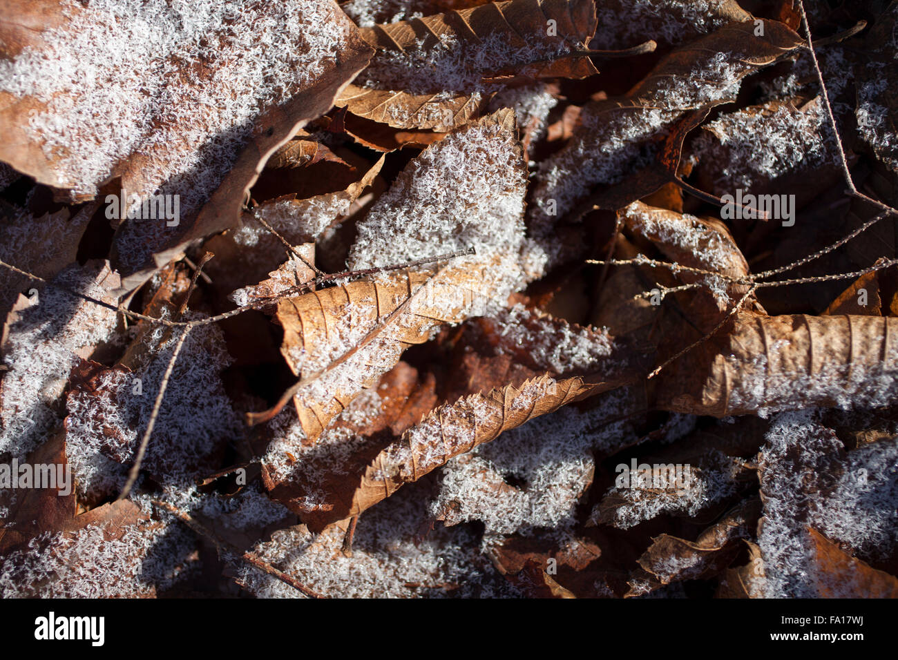 Late afternoon sun in the woods hi-res stock photography and images - Alamy
