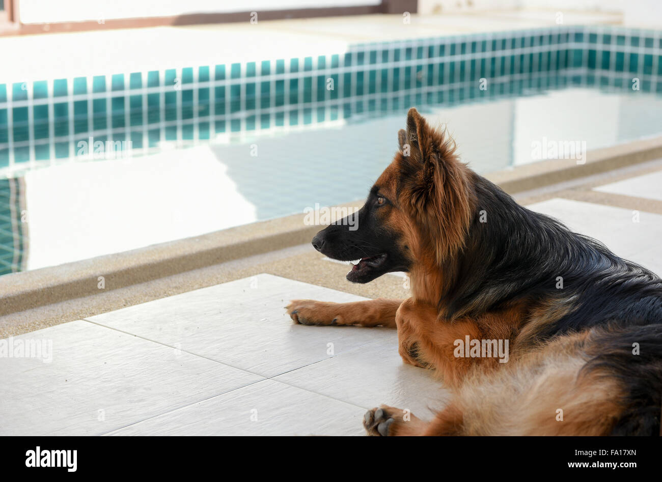 Portrait of german shepperd Stock Photo - Alamy
