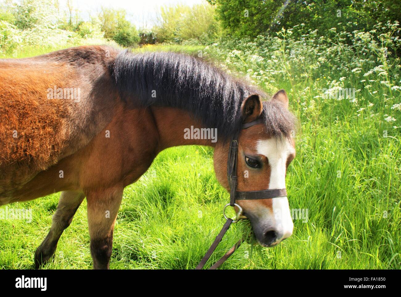 pony in nature Stock Photo - Alamy