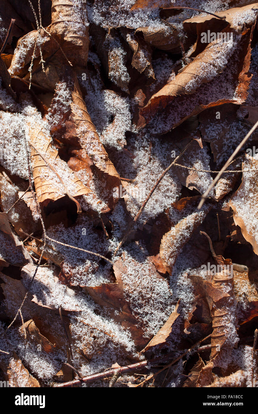 Rural woods in late fall season Stock Photo - Alamy