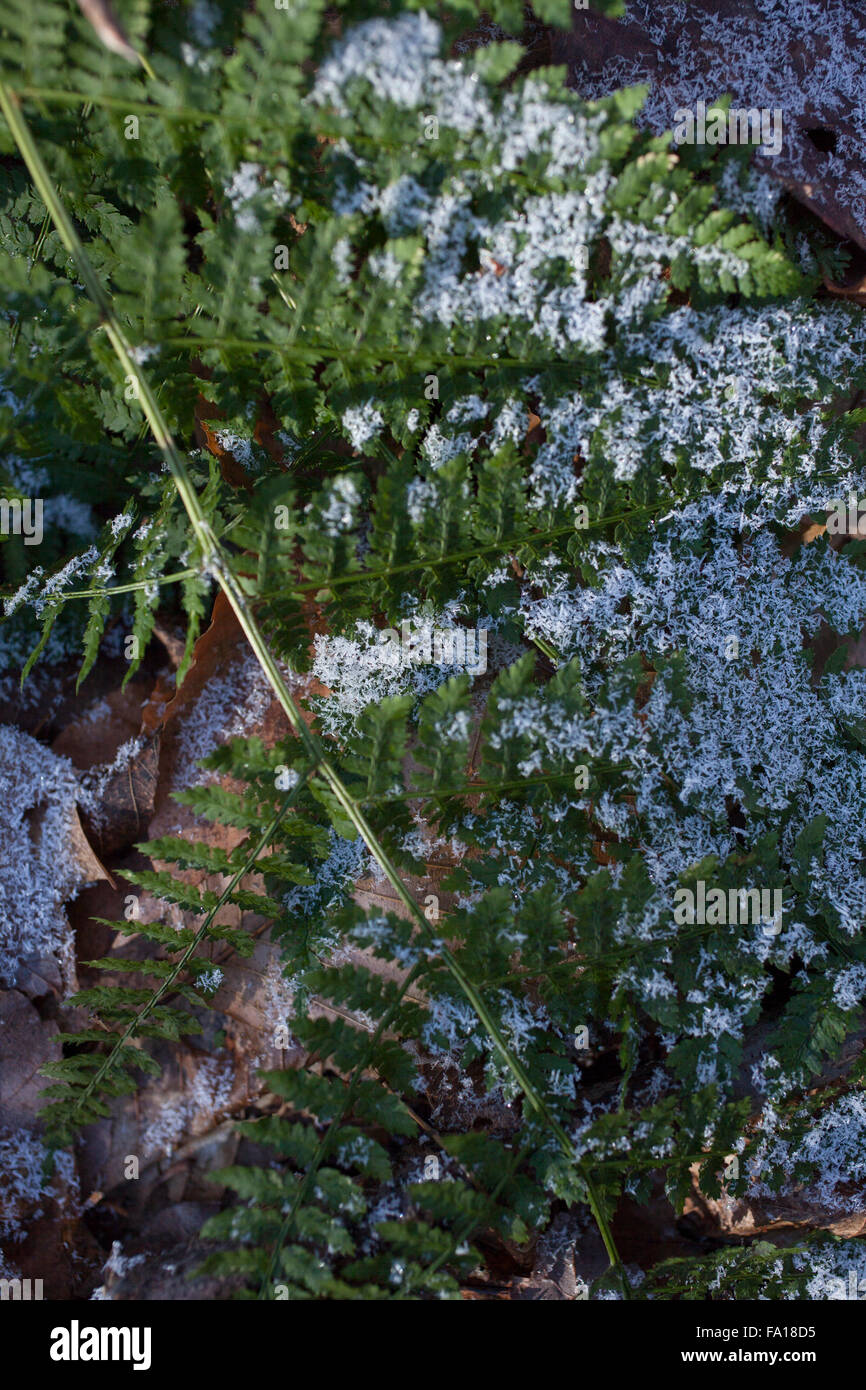 Rural woods in late fall season Stock Photo - Alamy