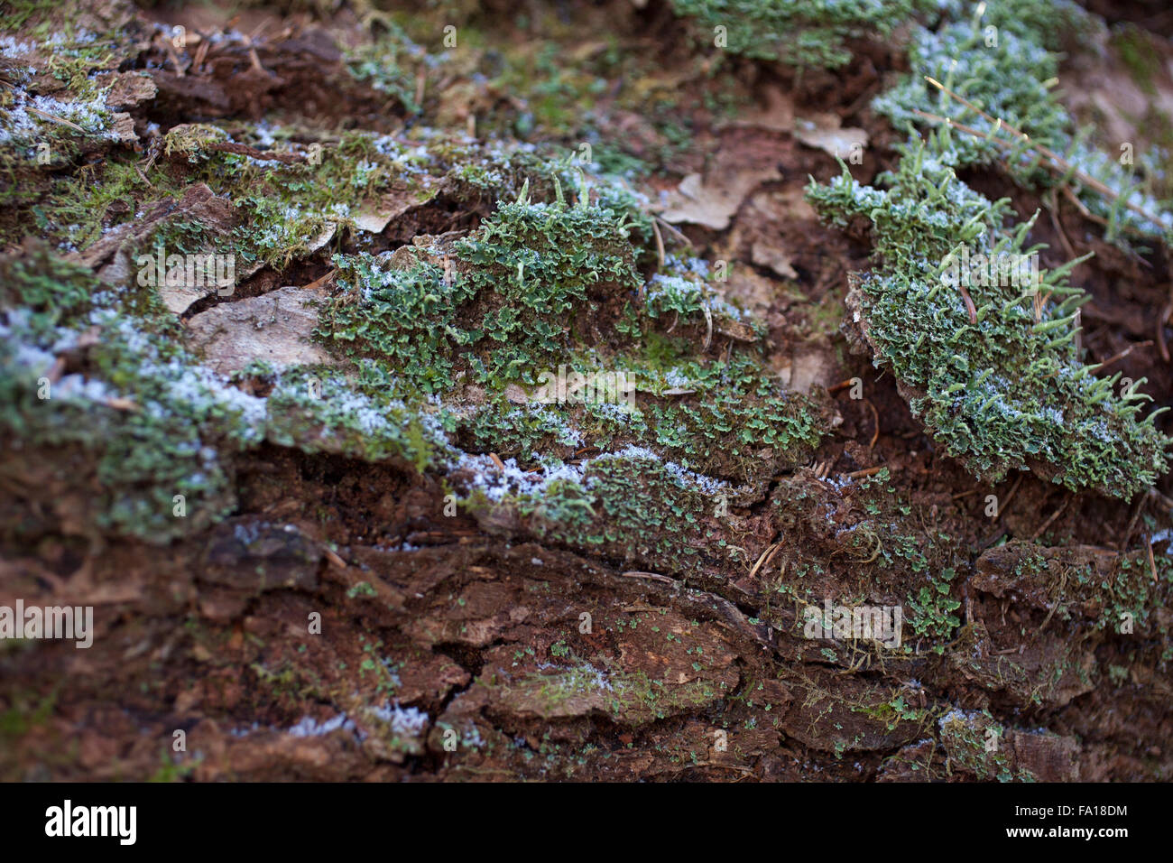 Rural woods in late fall season Stock Photo - Alamy