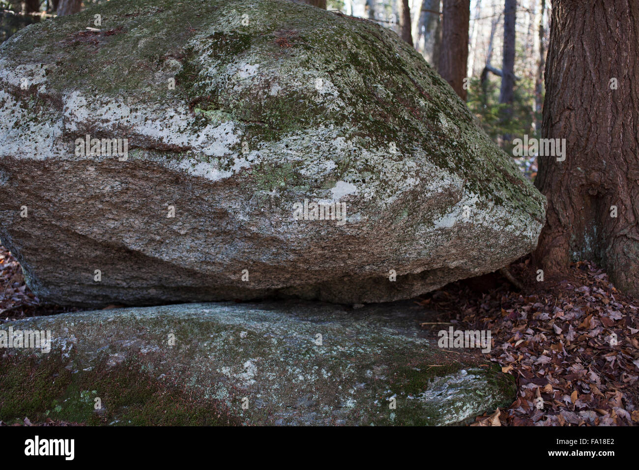 Large frosty rocks in the Savoy Mountain State Forest in late fall ...