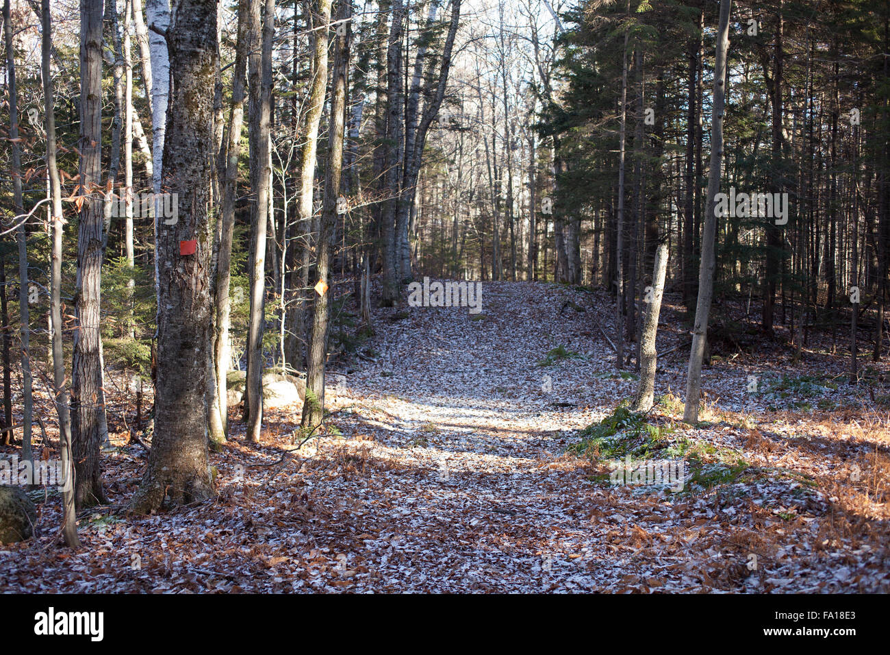 Frosty path through the Savoy Mountain State Forest in late fall, Savoy ...