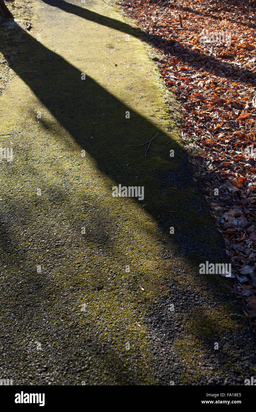 Moss-covered asphalt path with tree shadows in late fall Stock Photo ...