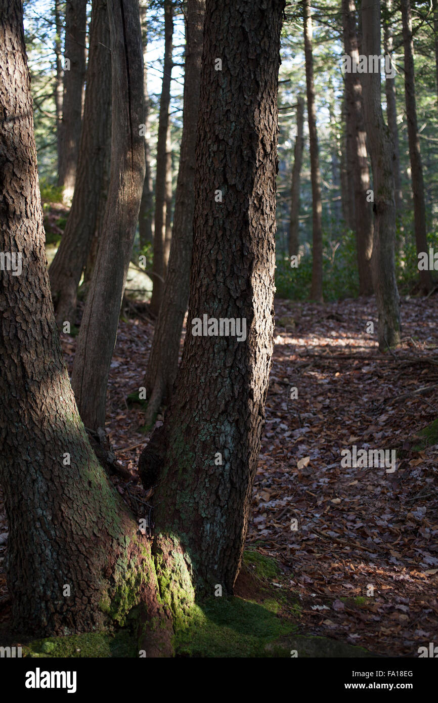 Season symbolism hi-res stock photography and images - Alamy