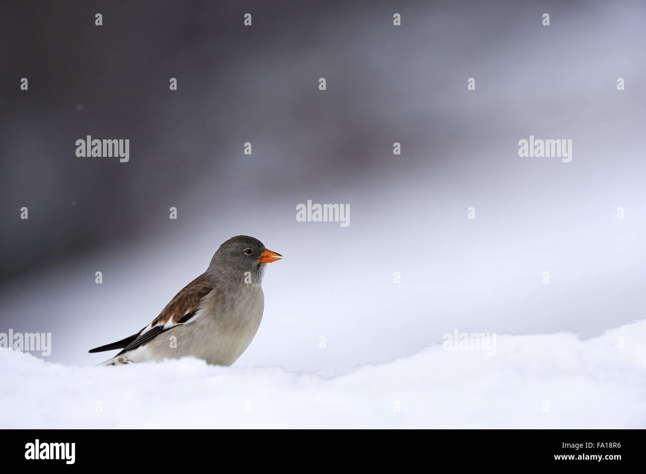 White winged snowfinch photographed in winter on snow Stock Photo - Alamy