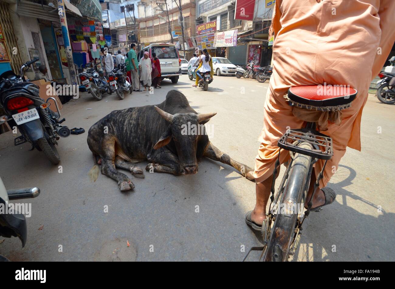 Indian holy cow hi-res stock photography and images - Alamy