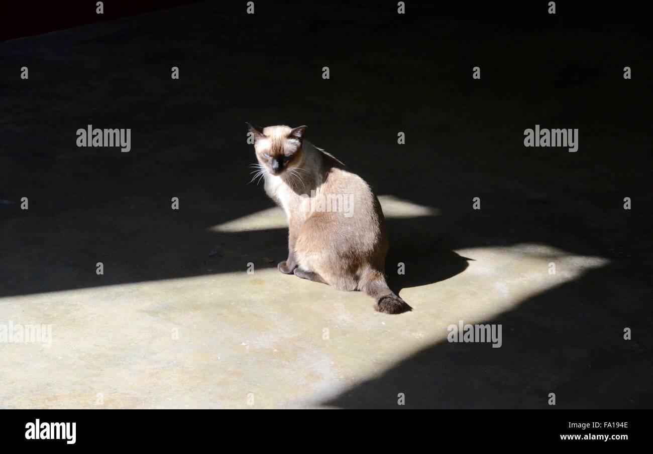 Siamese Cat Thai Stock Photo - Alamy
