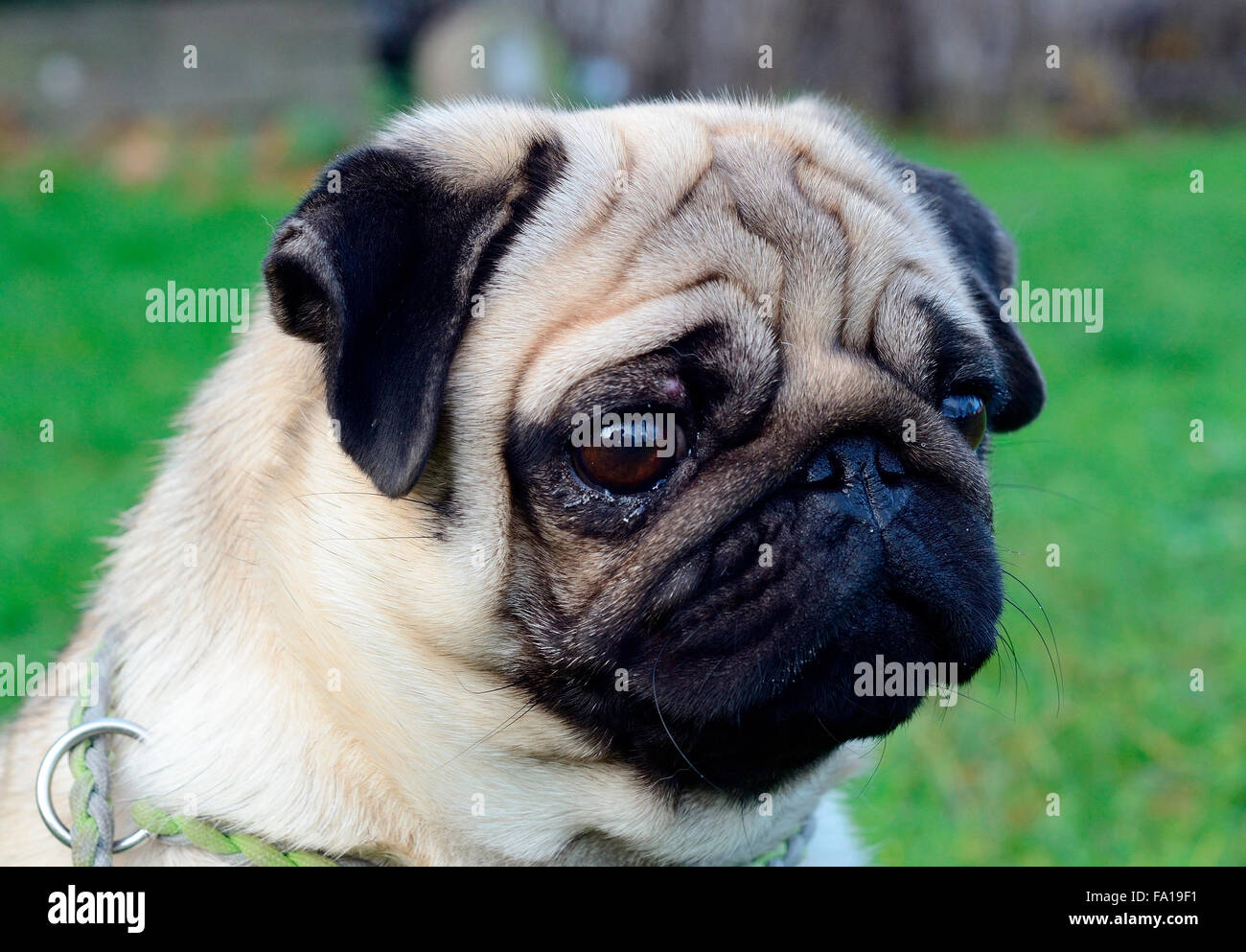 Pug, female dog, portrait Stock Photo - Alamy