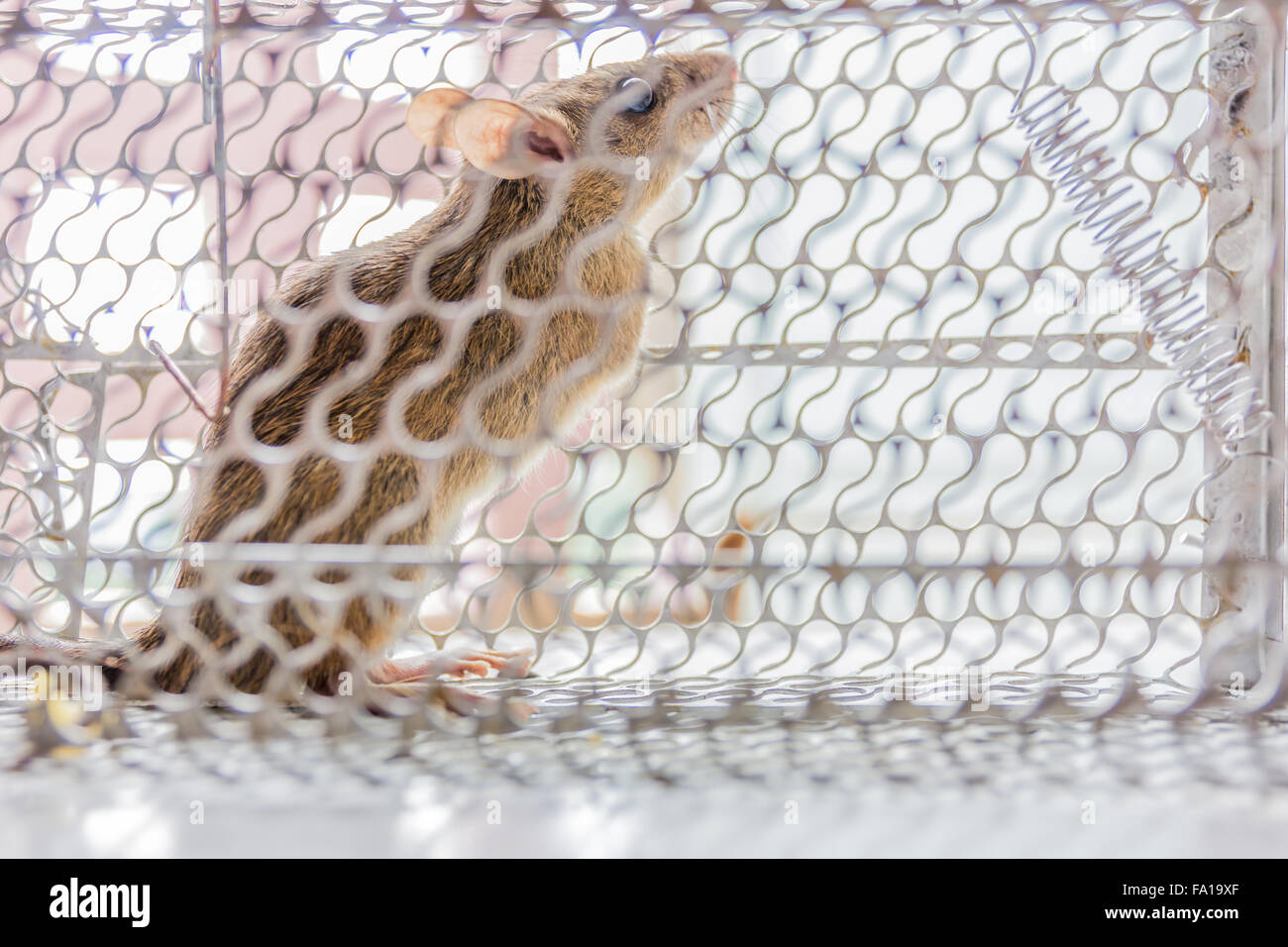 Close up of anxious rat trapped and caught in metal cage Stock Photo ...