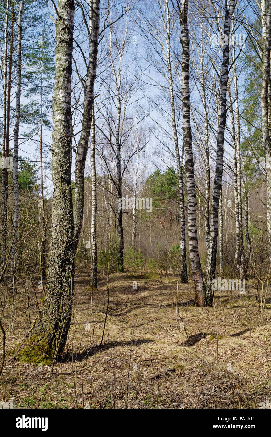 Spring forest landscape with path and birch trees Stock Photo - Alamy