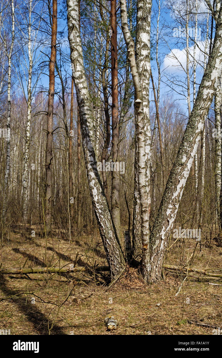 Spring forest landscape with path and birch trees Stock Photo - Alamy