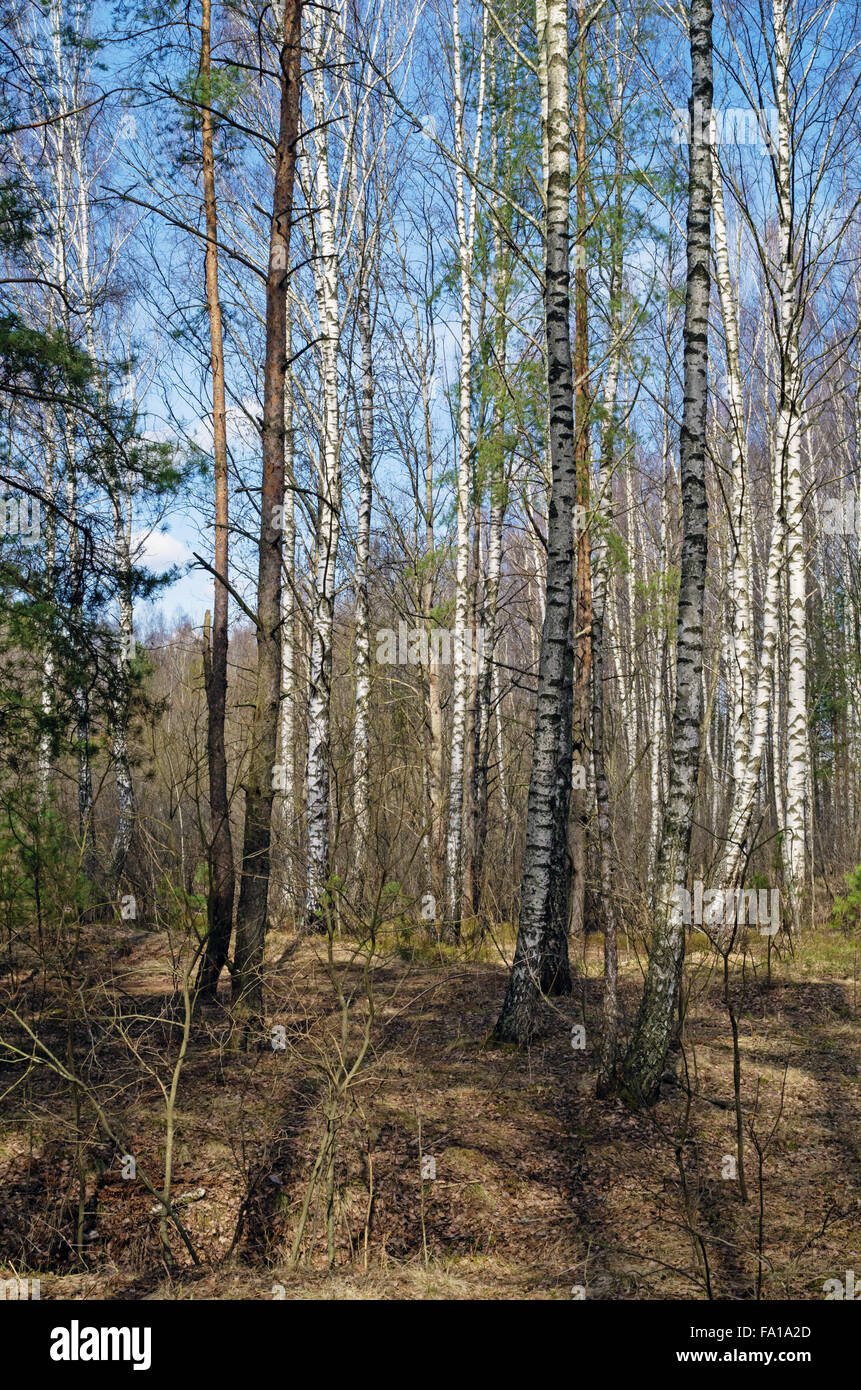 Spring forest landscape with path and birch trees Stock Photo - Alamy