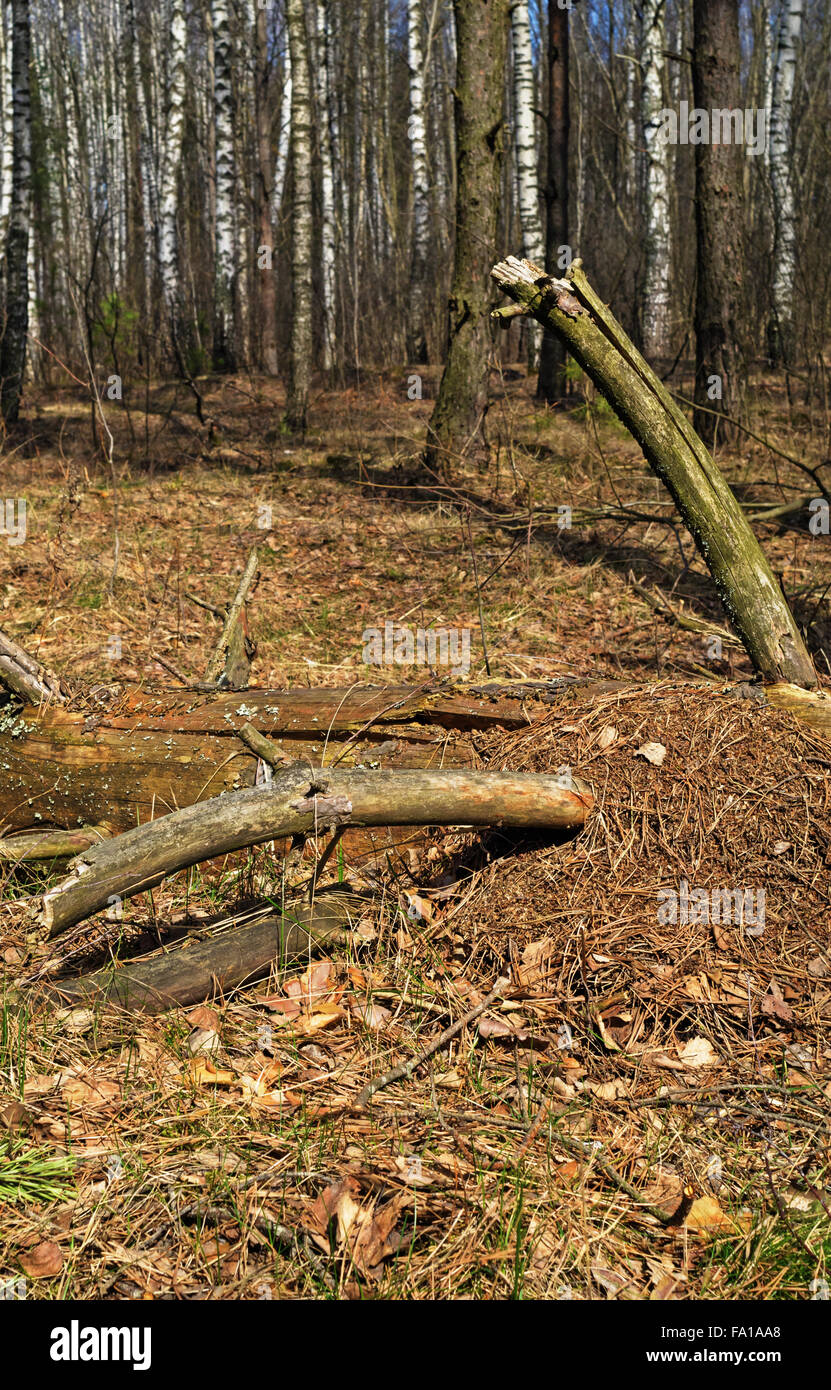 Spring forest landscape with broken tree, ant hill and birch trees ...