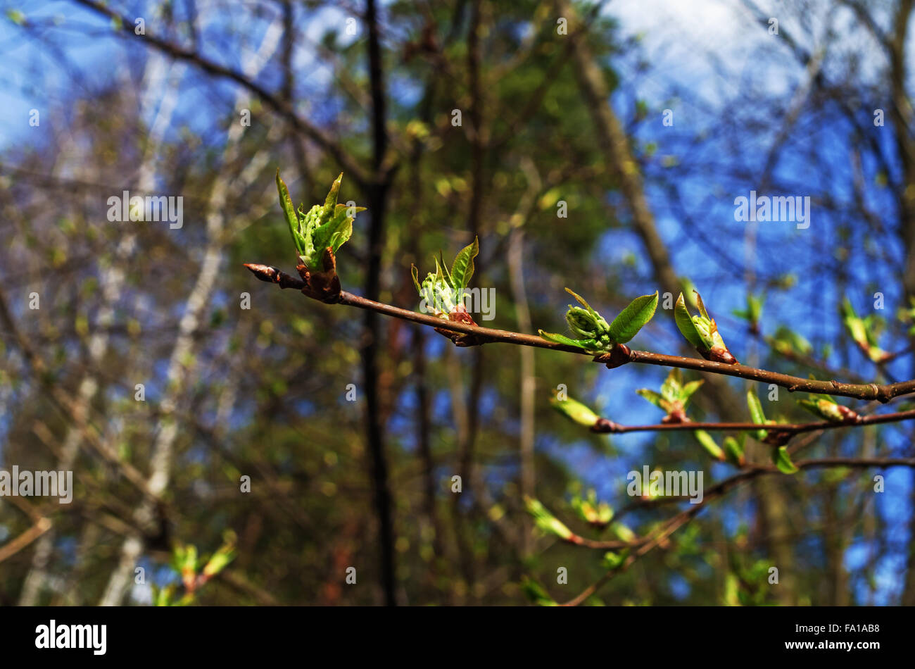 Spring forest landscape with new green tree leaves Stock Photo - Alamy