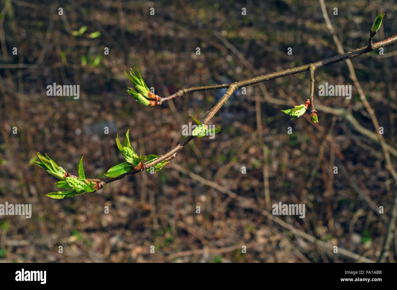 Spring forest landscape with new green tree leaves Stock Photo - Alamy