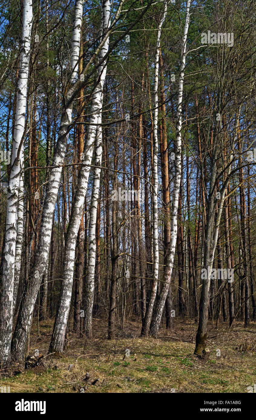 Spring forest landscape with path and birch trees Stock Photo - Alamy