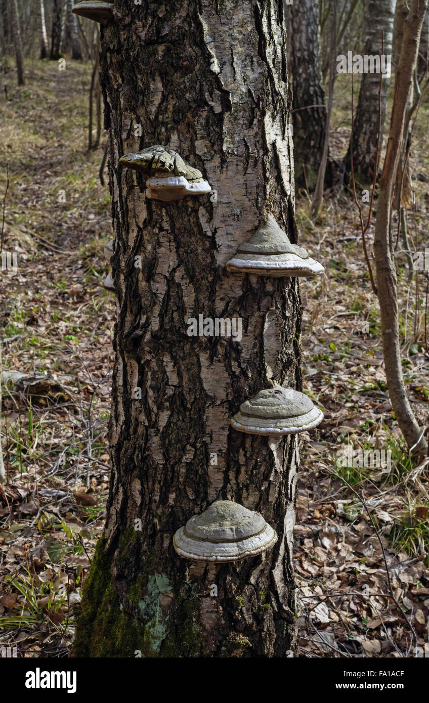 Spring forest landscape with tinder fungus and birch trees Stock Photo ...