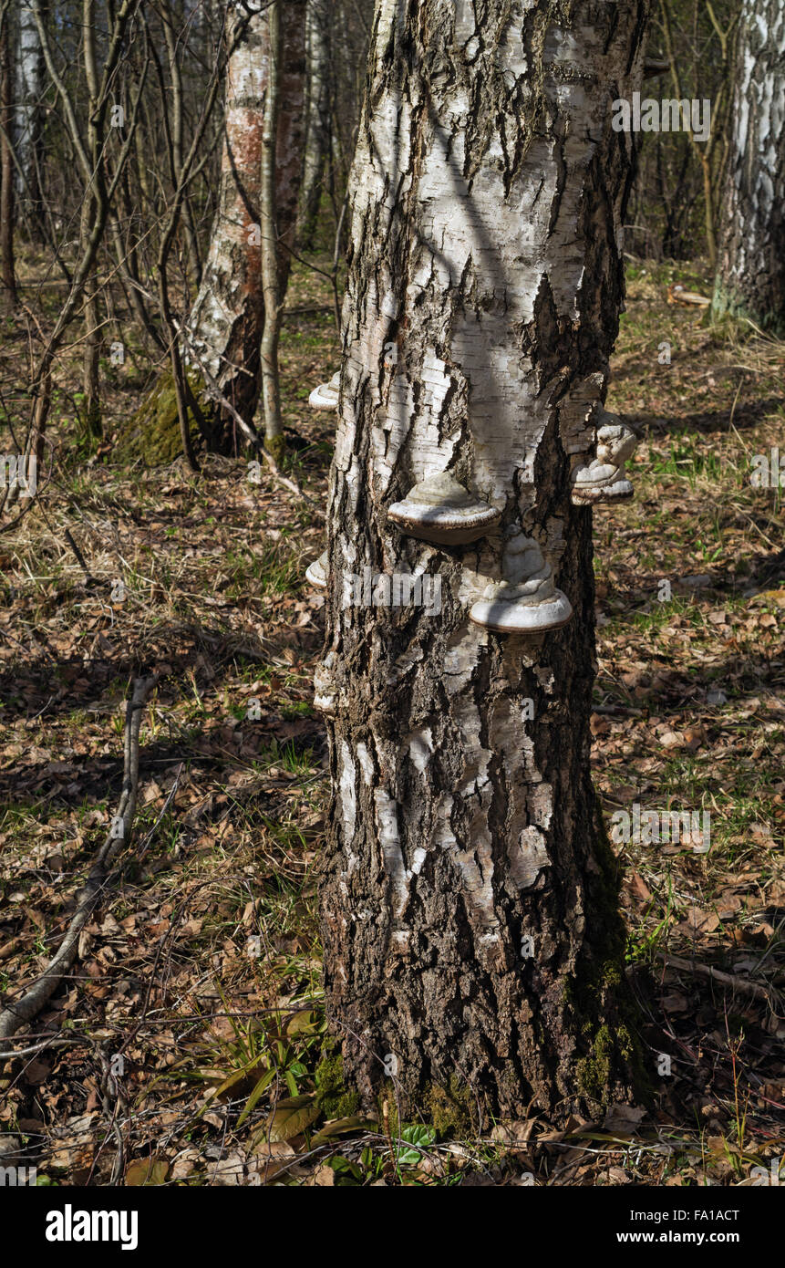 Spring forest landscape with tinder fungus and birch trees Stock Photo ...