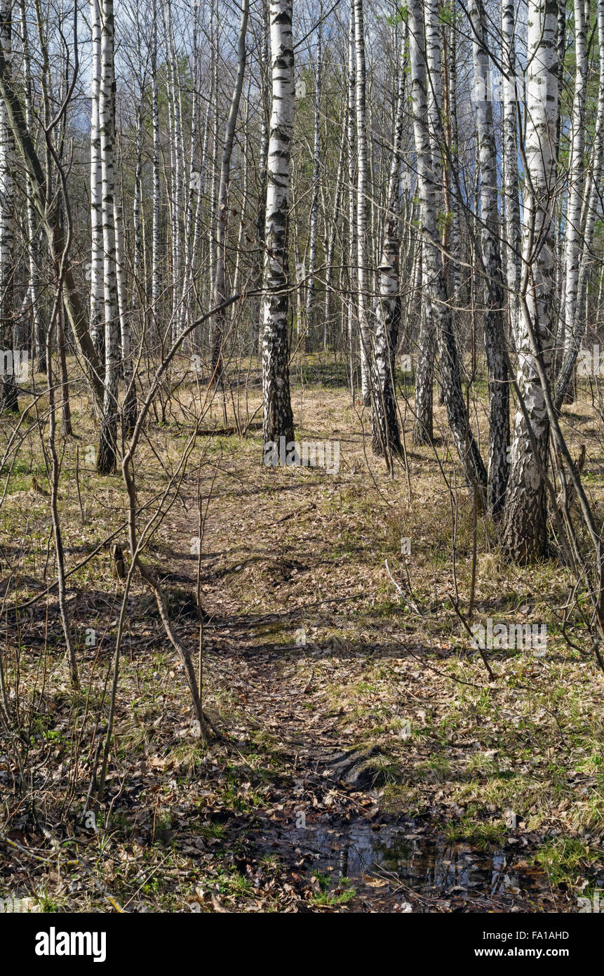 Spring forest landscape with path and birch trees Stock Photo - Alamy