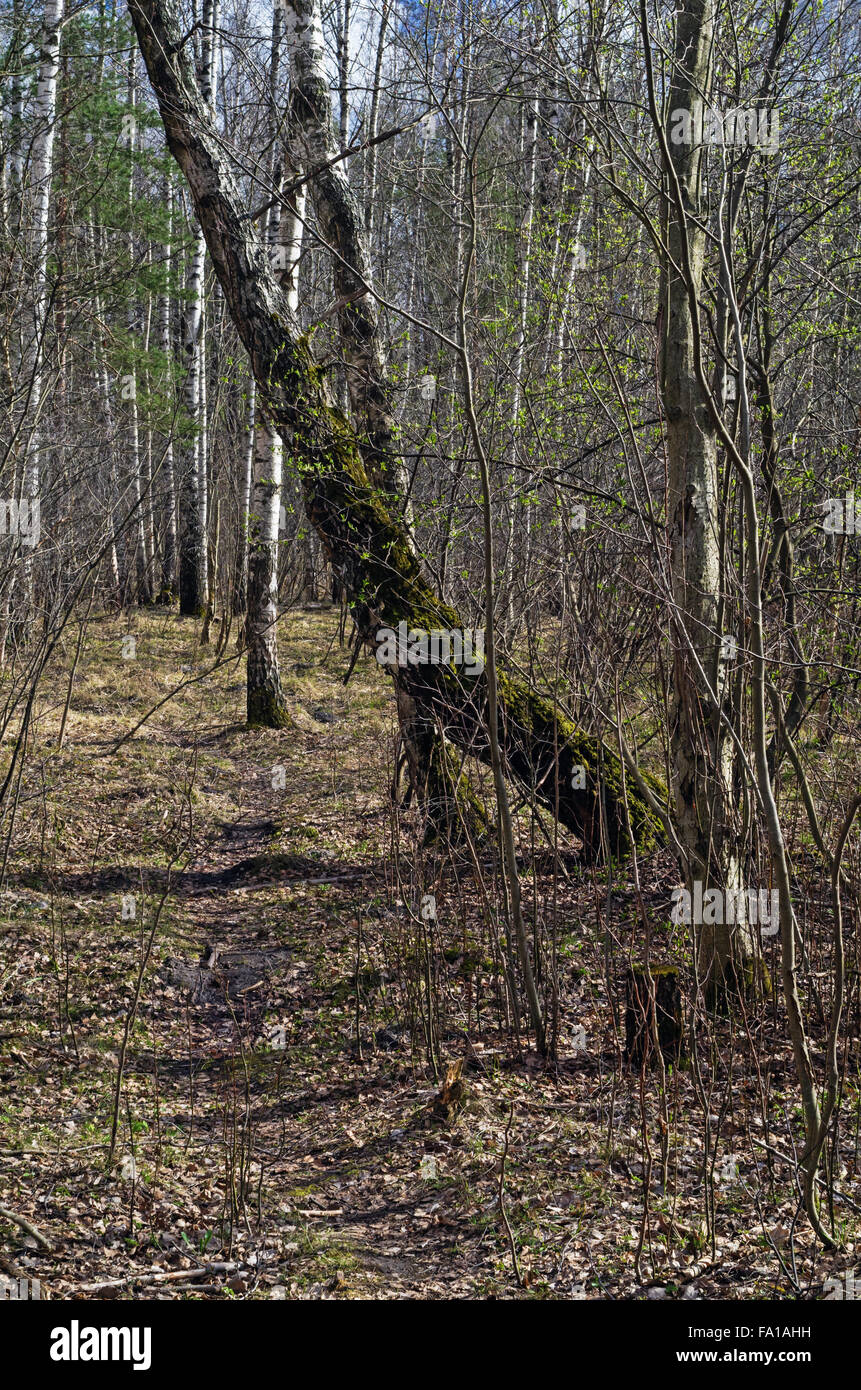Spring forest landscape with path and birch trees Stock Photo - Alamy