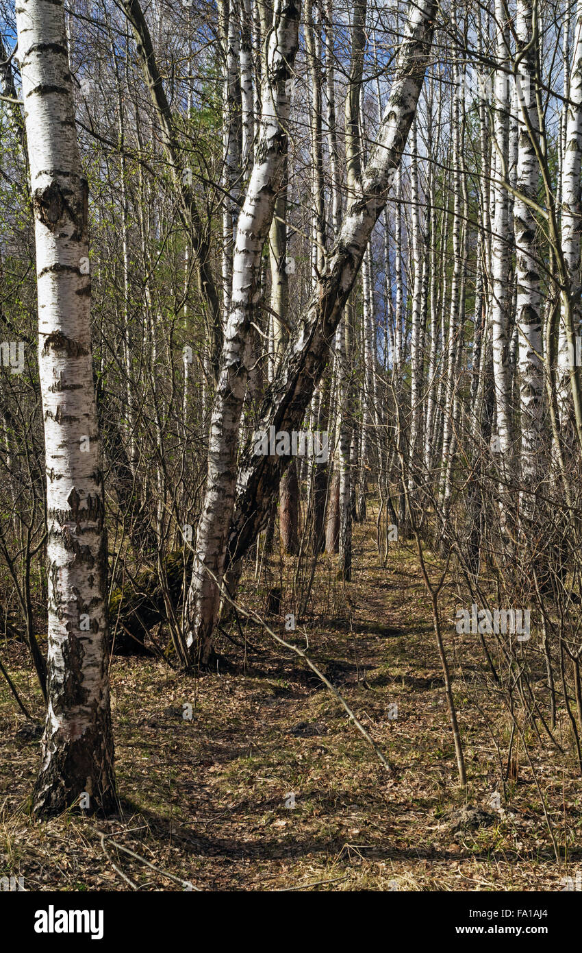 Spring forest landscape with path and birch trees Stock Photo - Alamy