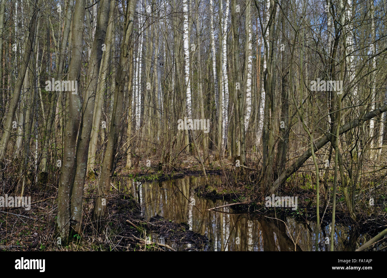 Spring forest landscape with water and birch trees Stock Photo - Alamy