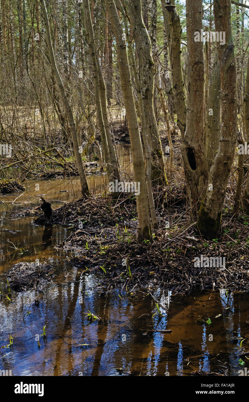 Spring forest landscape with water and trees Stock Photo - Alamy