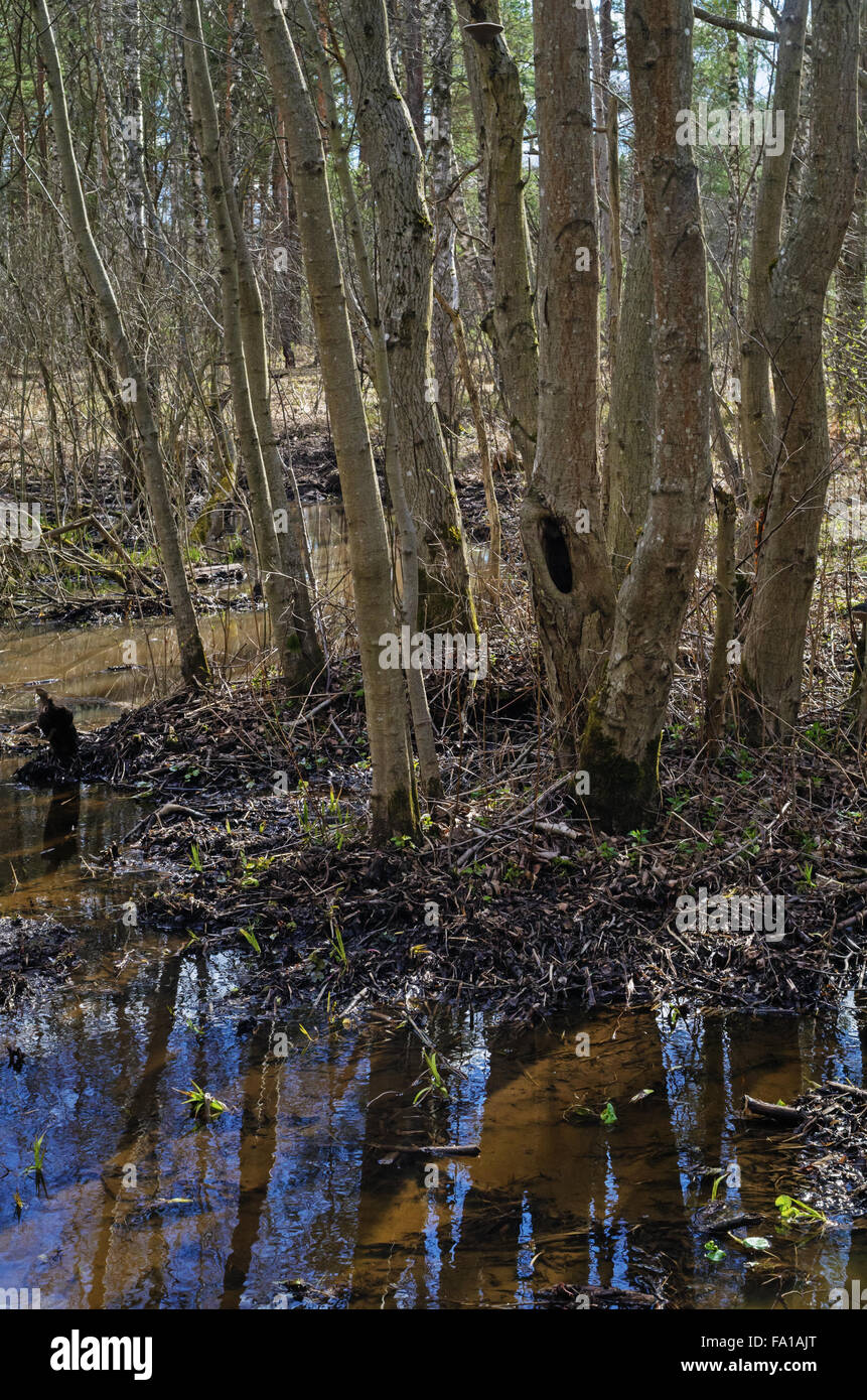 Spring forest landscape with water and trees Stock Photo - Alamy